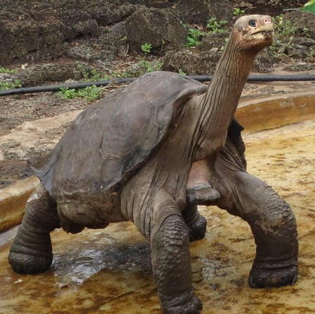 tortuga-george-galapagos – NomadOnTheRoad.Club